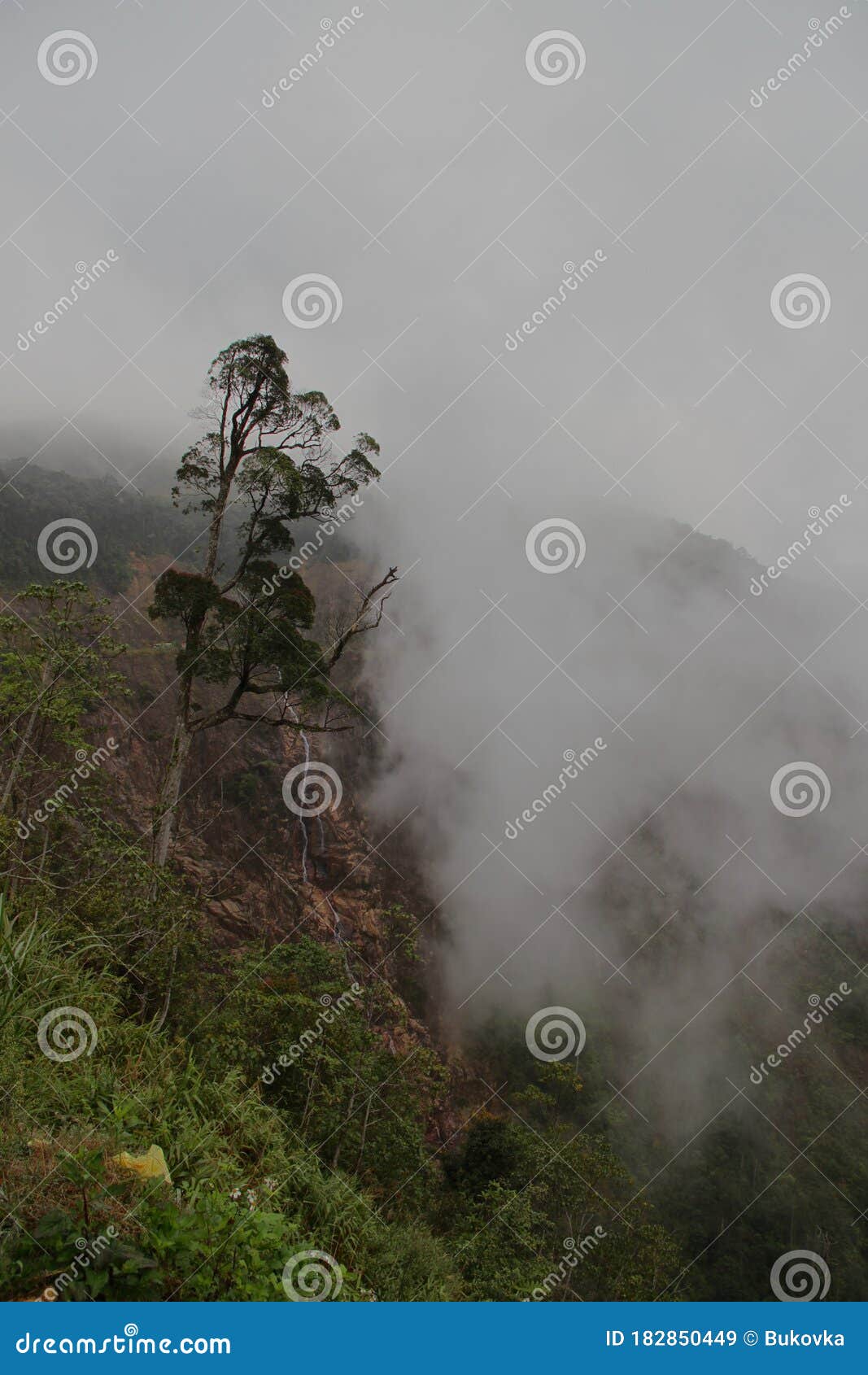 Tall Tree on the Edge of a Cliff in the Fog Stock Image - Image of edge ...