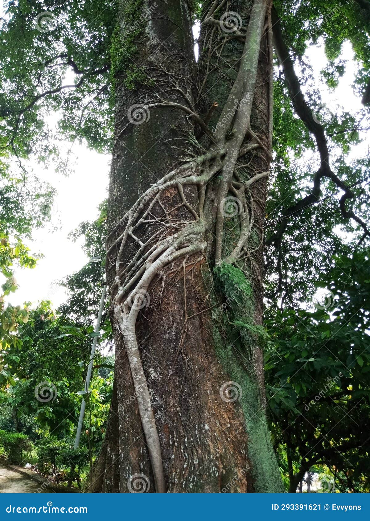 A Tall Tree Entangled by the Roots of Other Plants Stock Image - Image ...