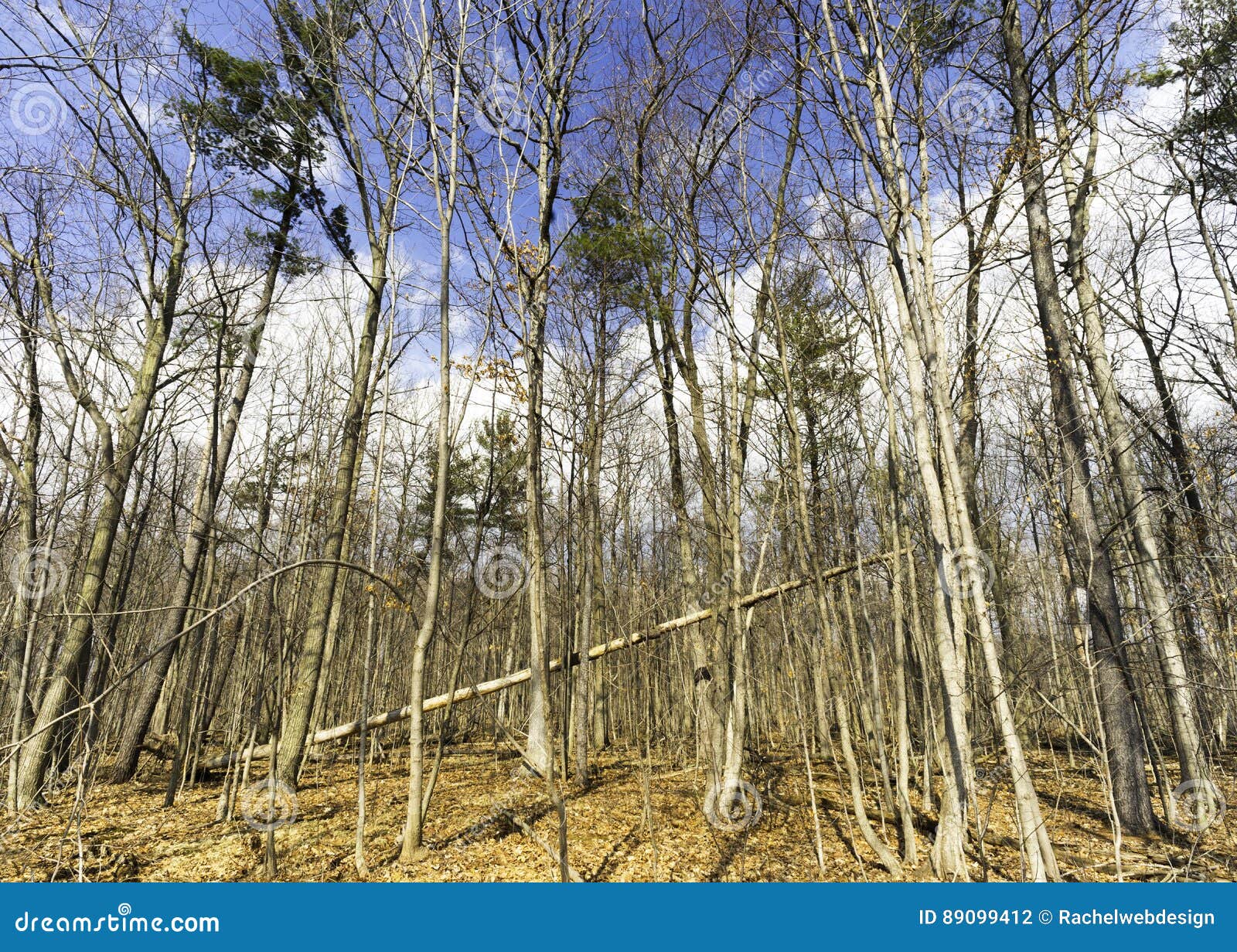 Tall Tree Fallen Over in a Forest, Leaning at Angle Against Other Tall ...