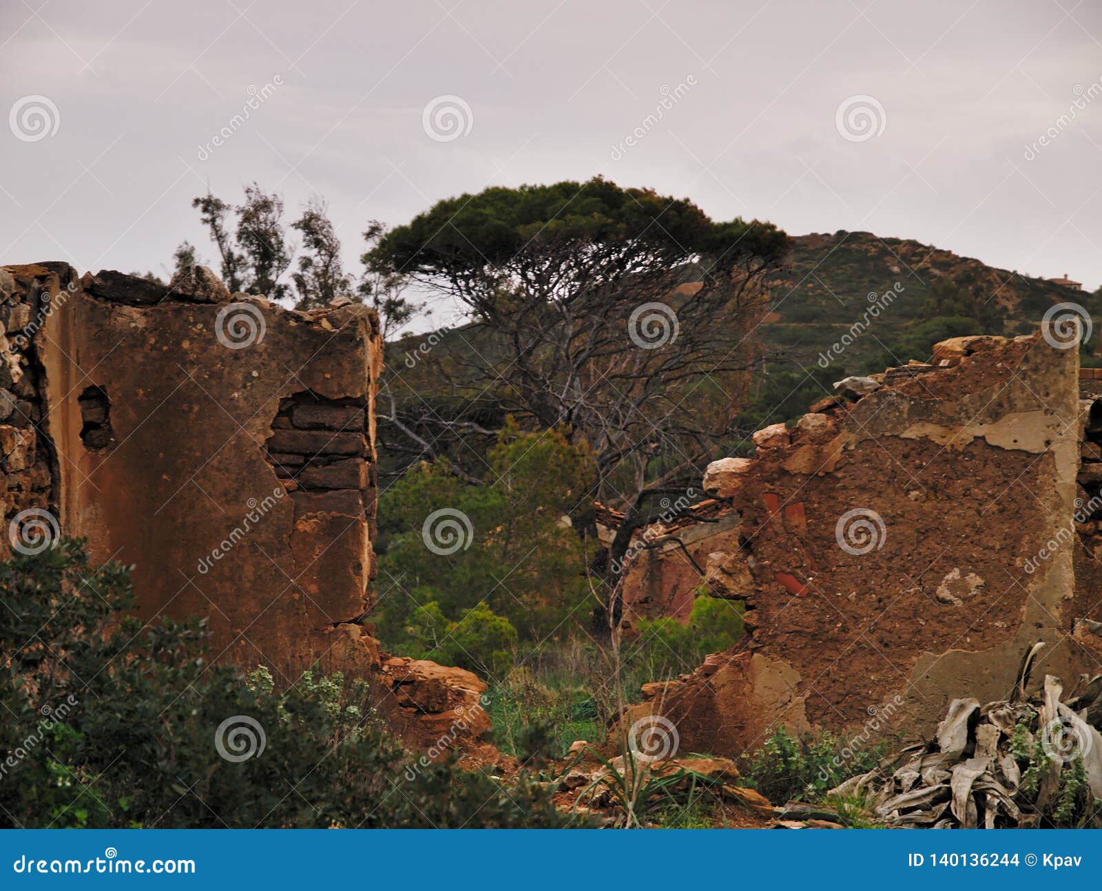 Tall tree and fallen wall stock photo. Image of deserted - 140136244