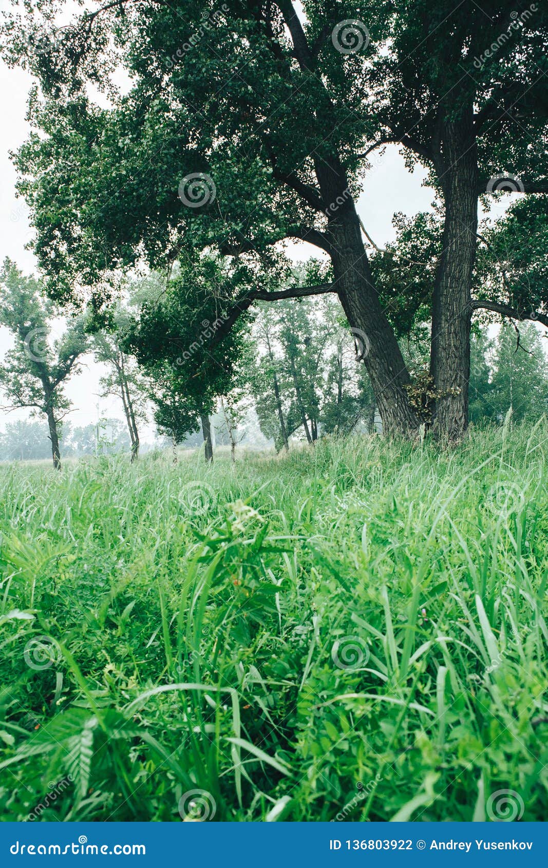 A Tall Tree with Lush Green Foliage Stock Photo - Image of beautiful ...