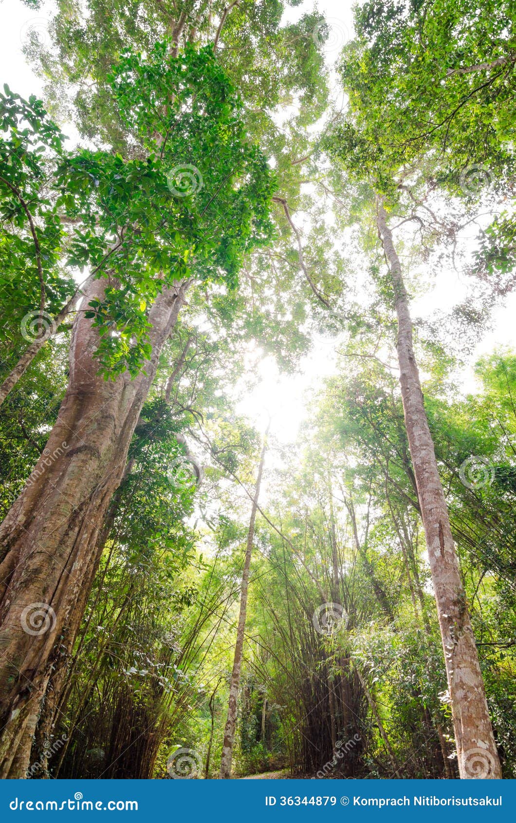 Tall tree stock image. Image of perspective, environmental - 36344879