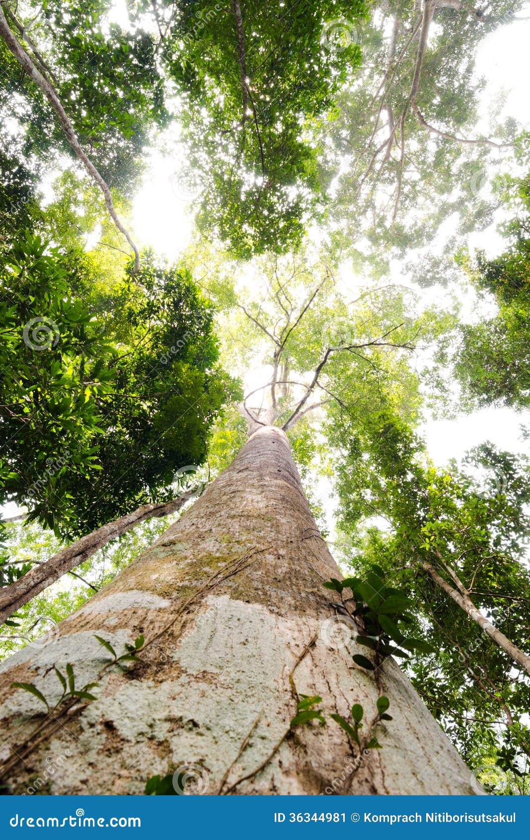 Tall tree stock image. Image of fresh, peaceful, natural - 36344981