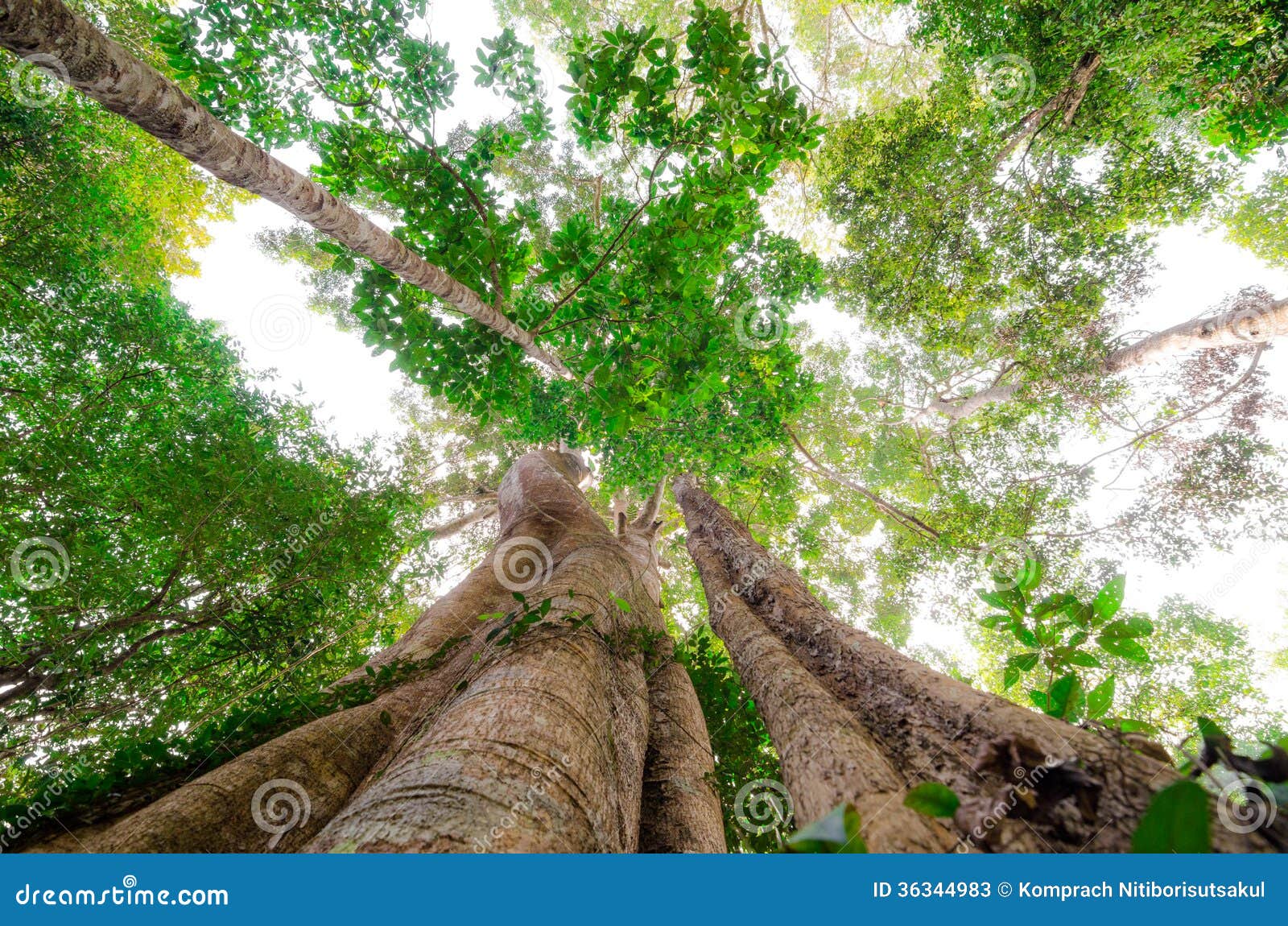 Tall tree stock image. Image of forest, peaceful, tree - 36344983