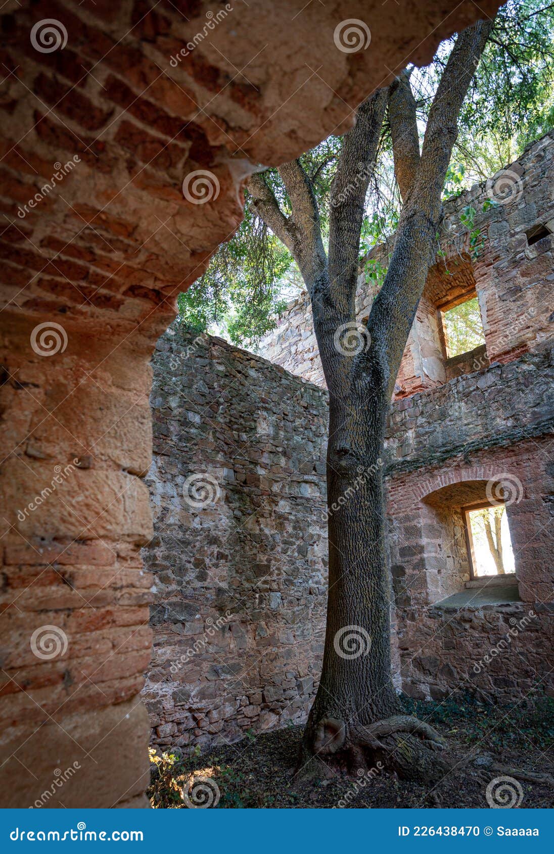 Tall Tree Grown Inside Old Abandoned Building Stock Photo - Image of ...