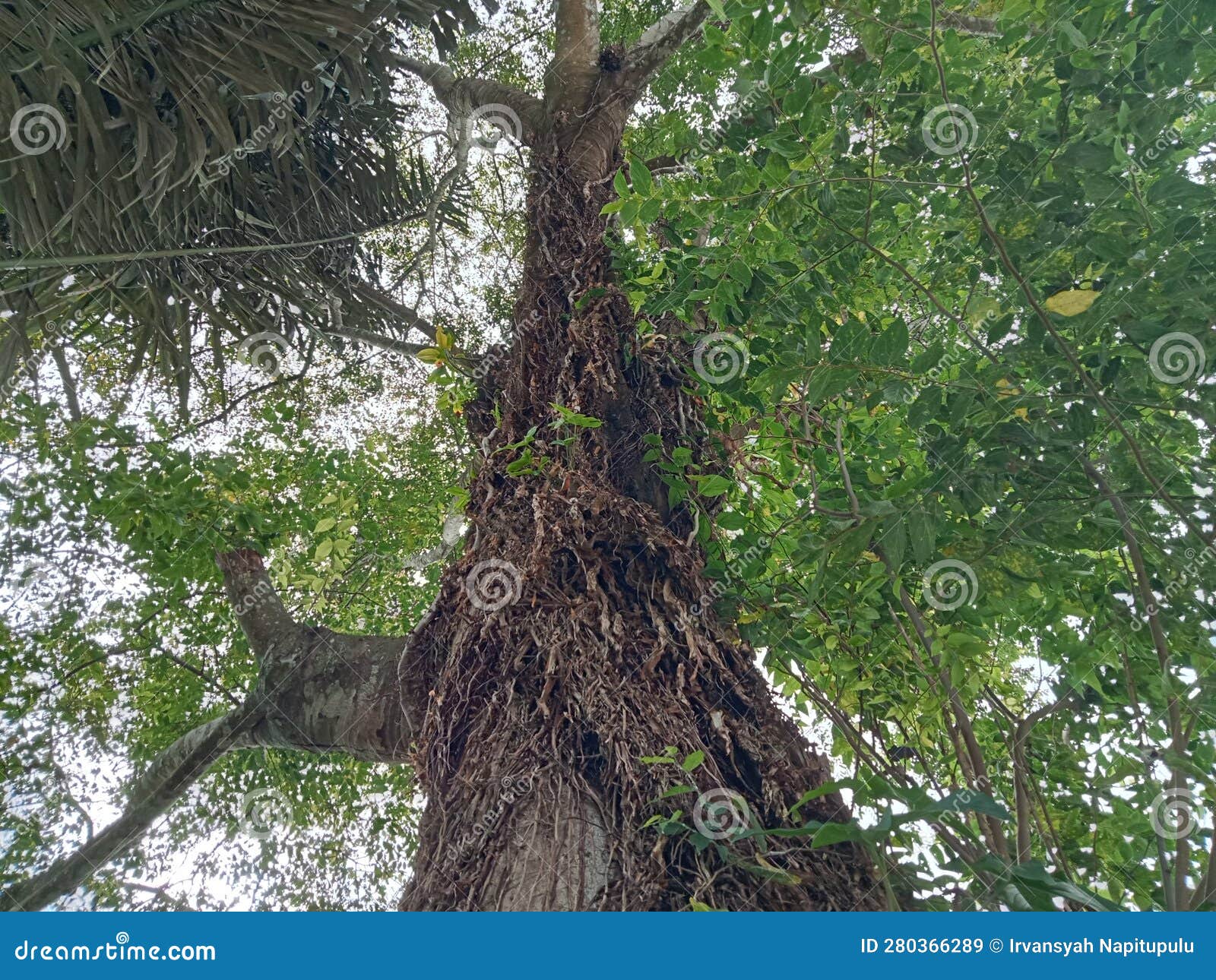 A Tall Tree that Has Grown Dozens and Has a Great Texture Stock Image ...