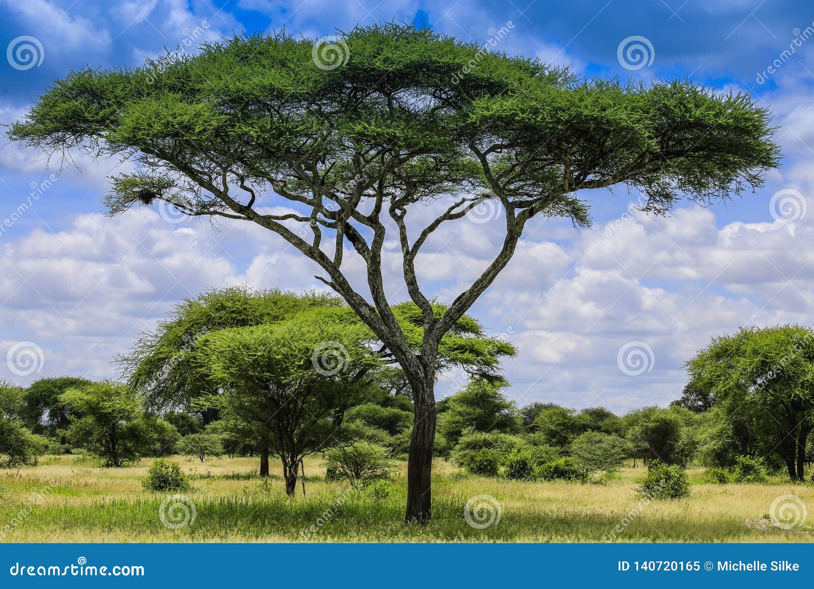 Tall Green Tree High Above Them All Stock Image - Image of national ...