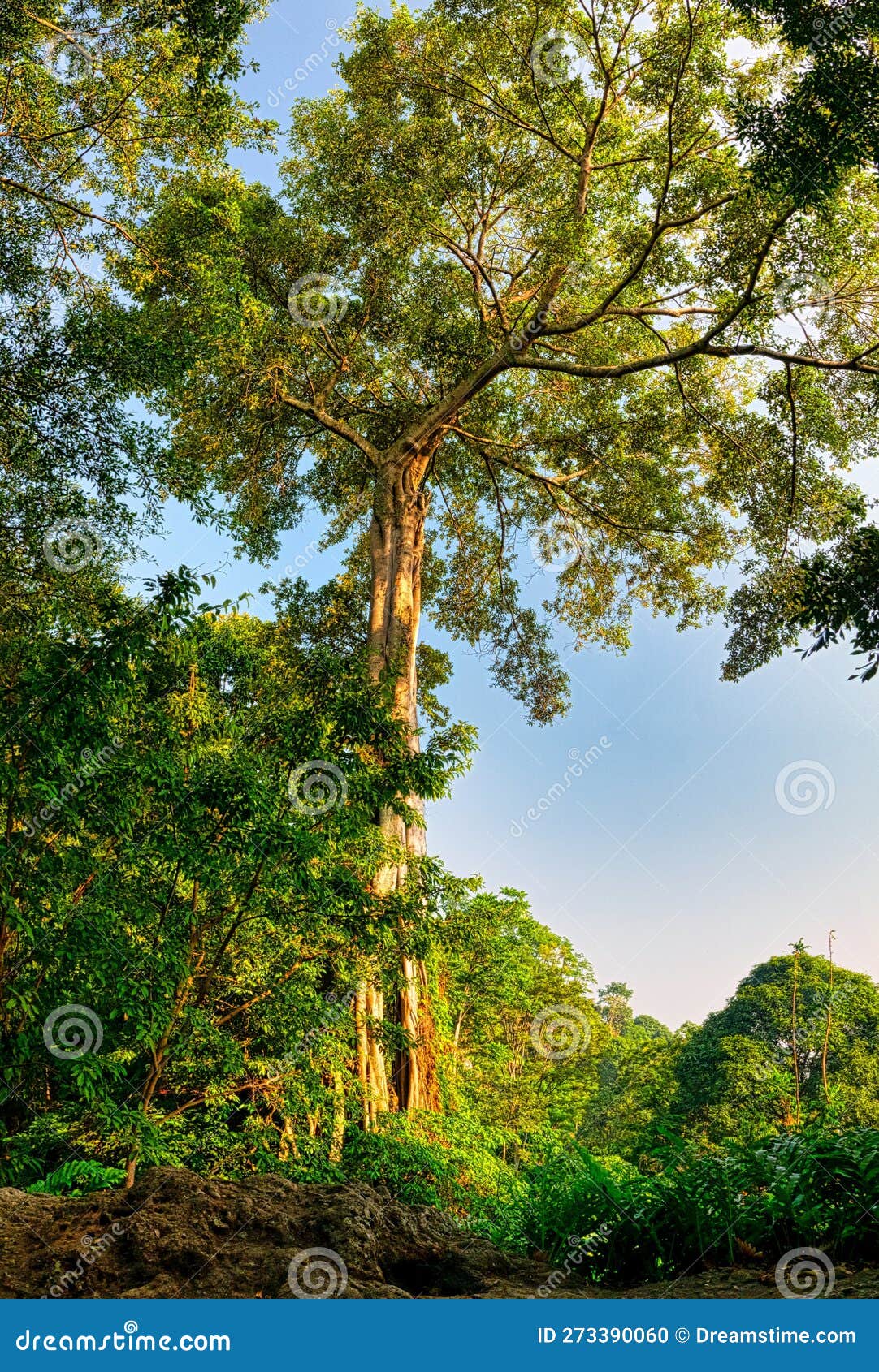 Tall tree on the hillside stock photo. Image of leaves - 273390060