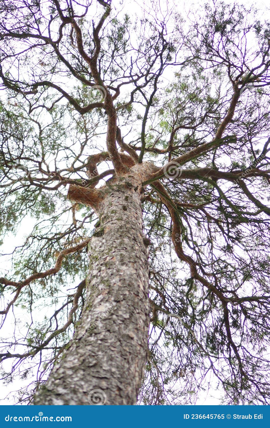 Tall tree - late Autumn stock image. Image of tall, woodland - 236645765