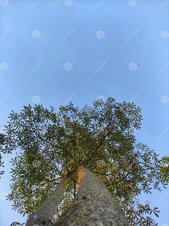 A Tall Tree with Leaves Facing the Sky Stock Image - Image of tree ...