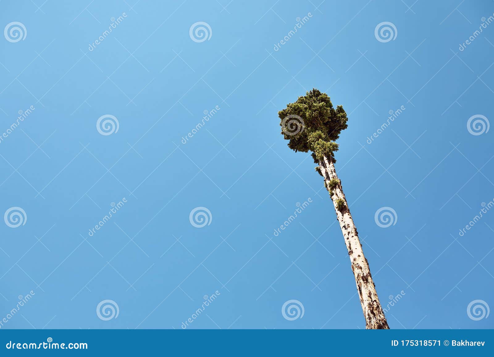 Tall Tree with a Long Trunk and Verdure on the Top. Stock Image - Image ...