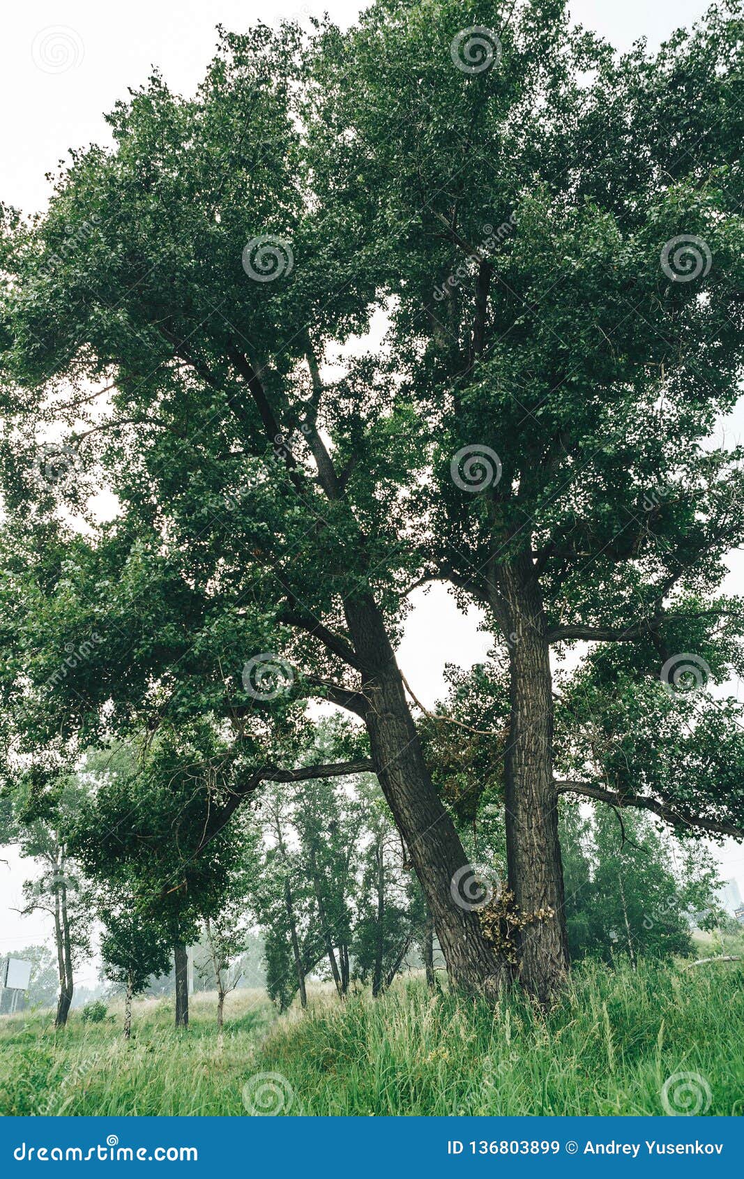 A Tall Tree with Lush Green Foliage Stock Image - Image of forked ...