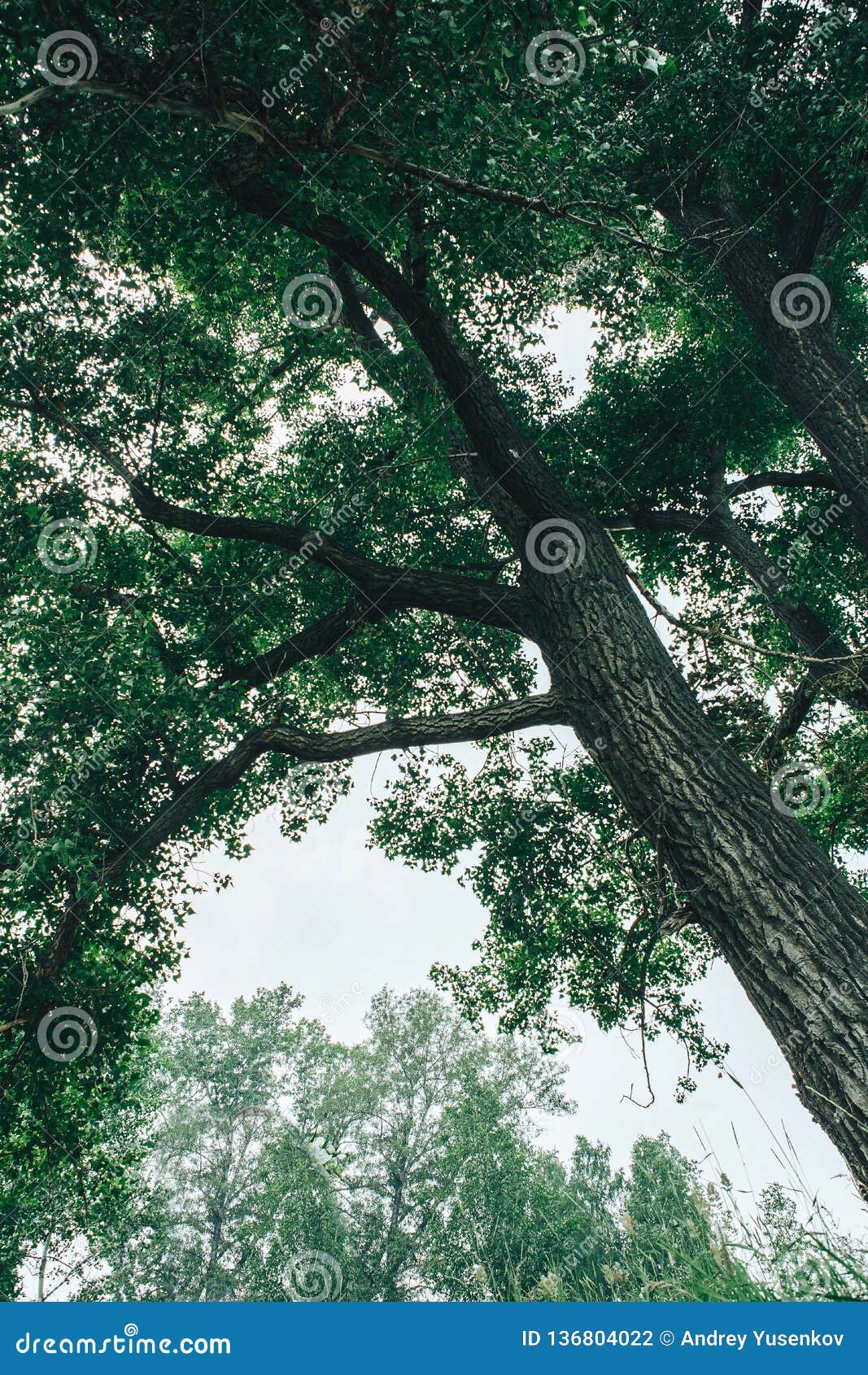 A Tall Tree with Lush Green Foliage Stock Photo - Image of foliage ...