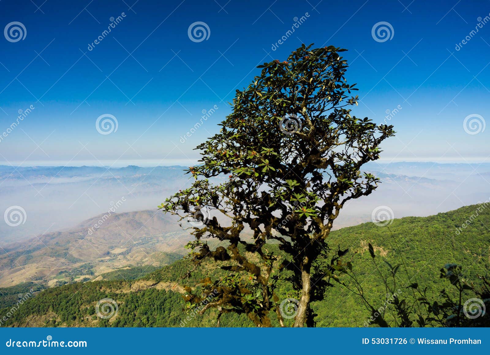 Tall Tree on mountain stock photo. Image of asia, nature - 53031726