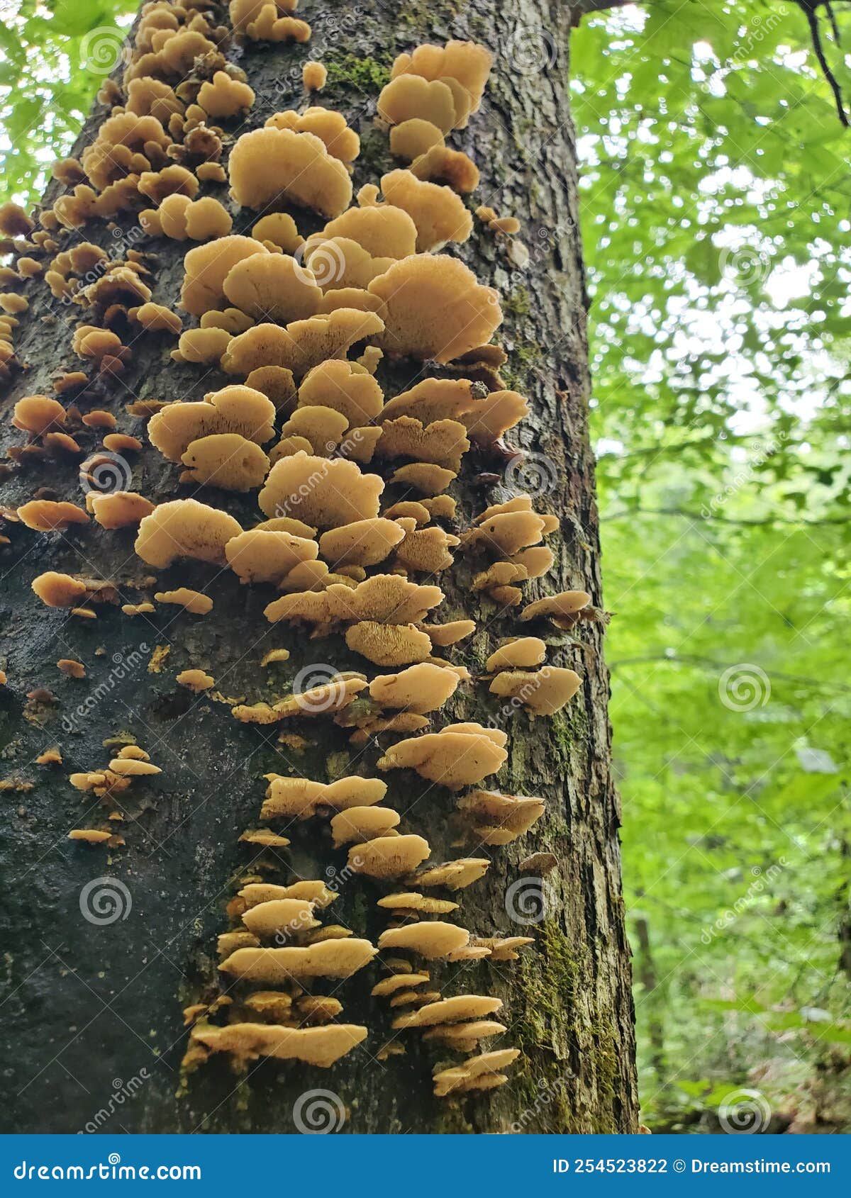 Tall Tree with Mushrooms Growing in the Forest during Hiking Stock ...