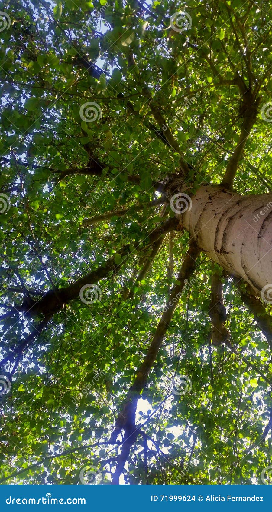 Tall tree stock photo. Image of beauty, nature, growing - 71999624