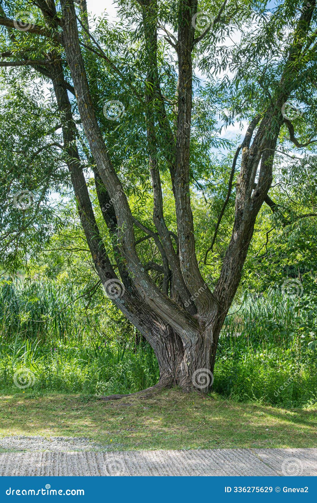 Tall Tree with Branches and Rough Brown Bark Surrounded with Green ...