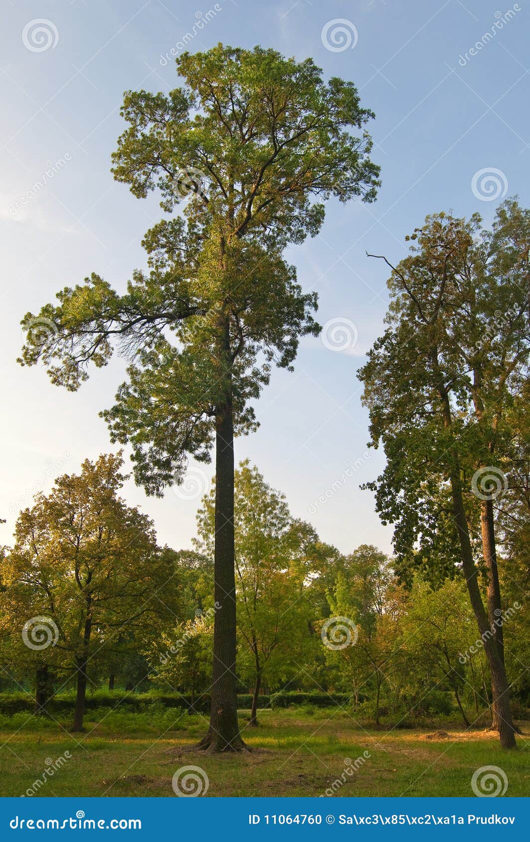 Tall Tree Royalty-Free Stock Photo | CartoonDealer.com #15393177