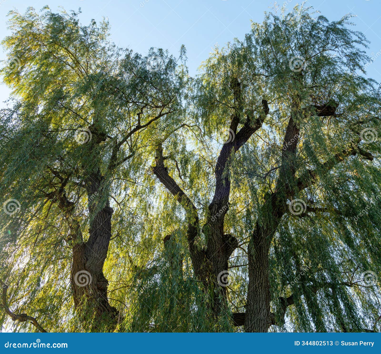 Tall Tree in the Park with Blue Sky, Thick Branches Stock Image - Image ...