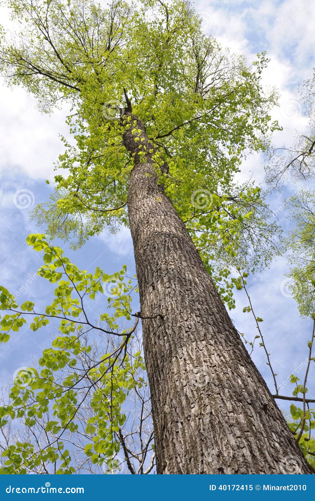 A tall tree in the park stock image. Image of park, sunlight - 40172415