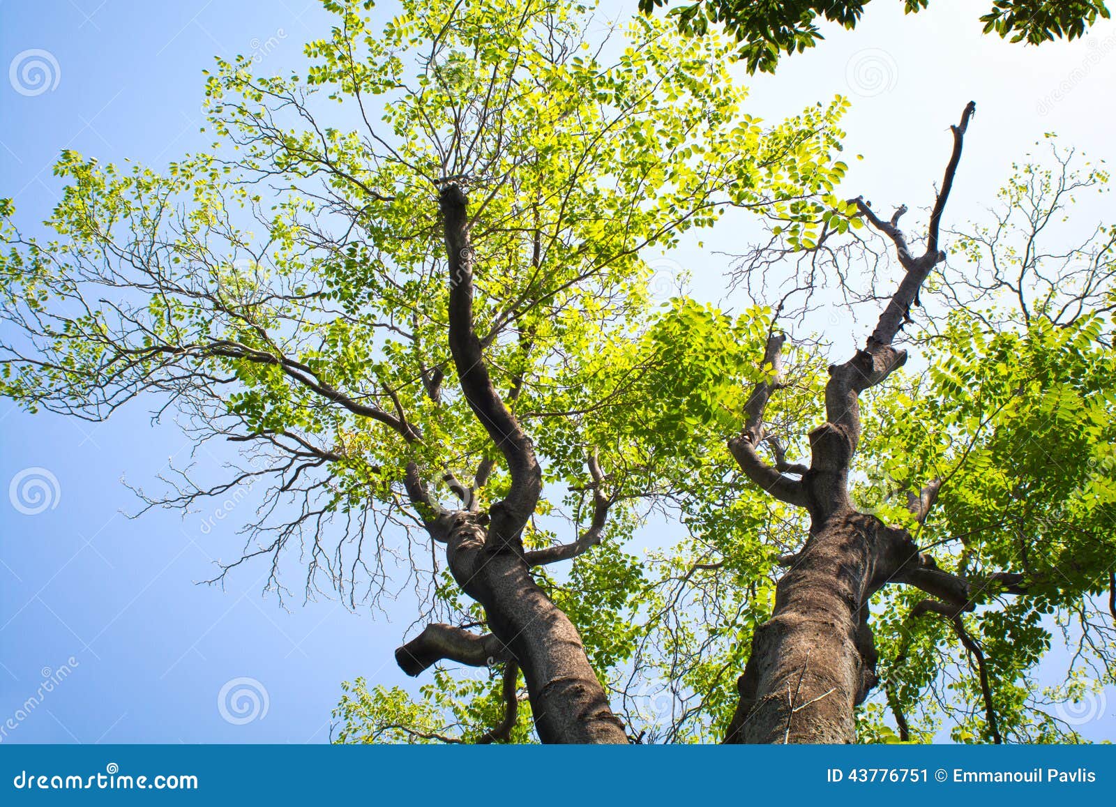 A Tall Tree With A Sparse Canopy Crown Beside A Red And Light Green ...