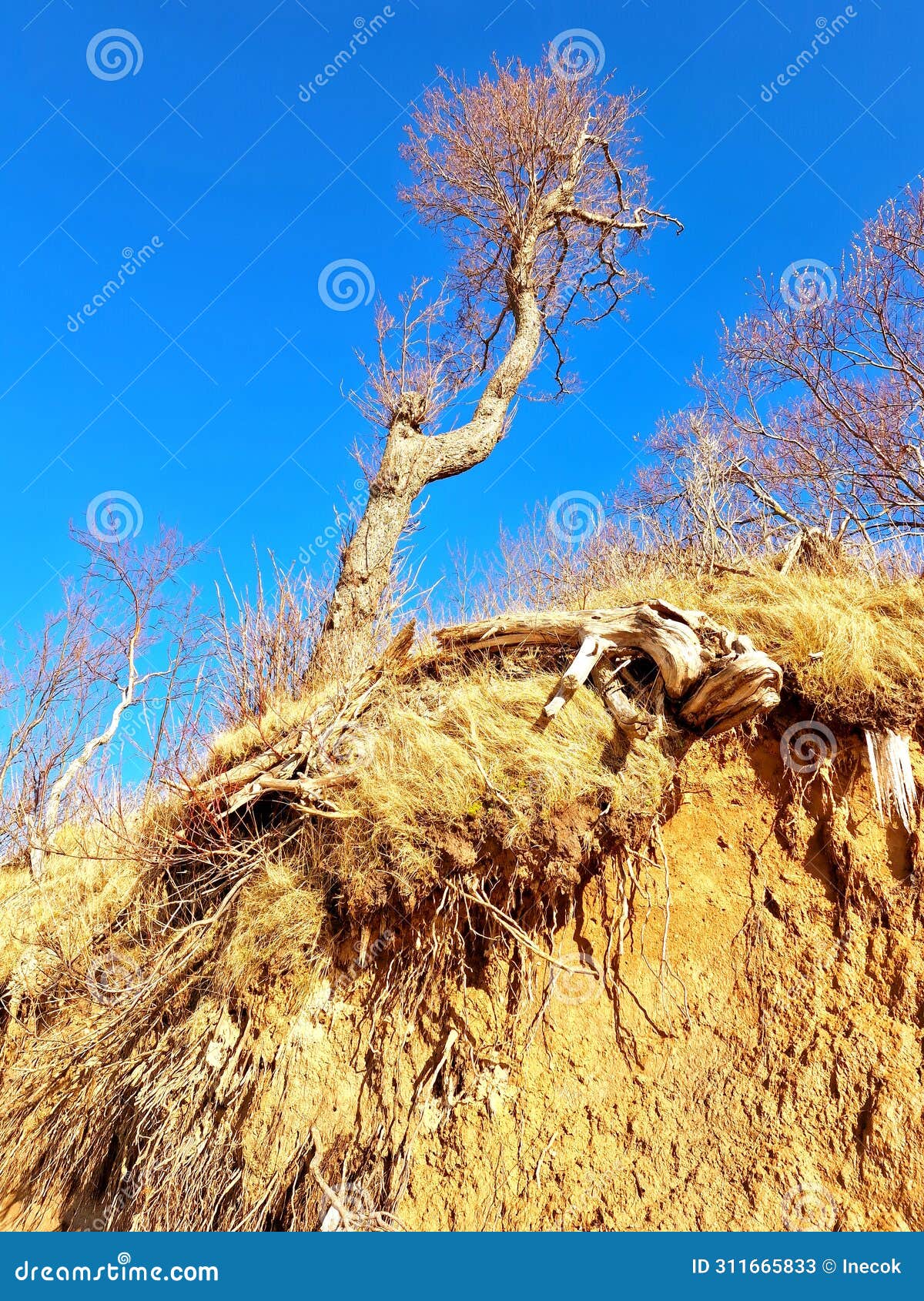 A Tall Tree Rises Above a Sandy Cliff. the Tree is on the Edge and Its ...