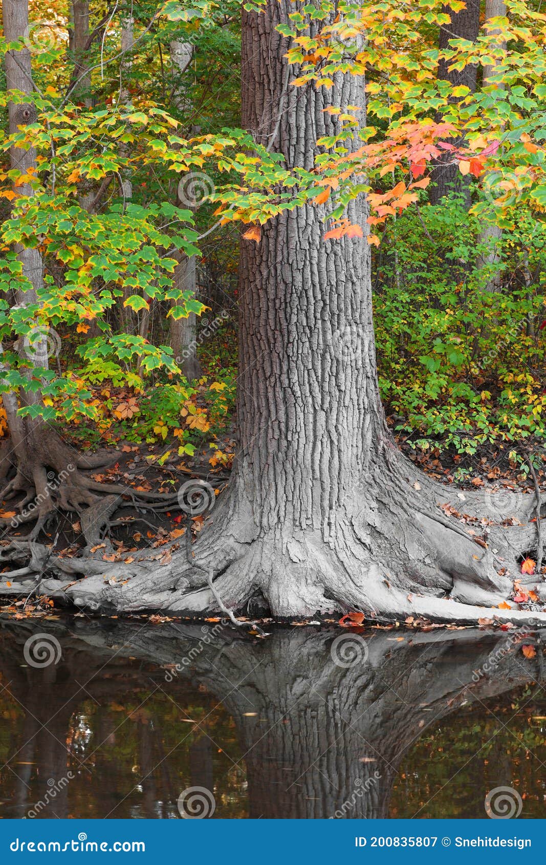 Tall Tree by the River with Reflection in the River Stock Image - Image ...
