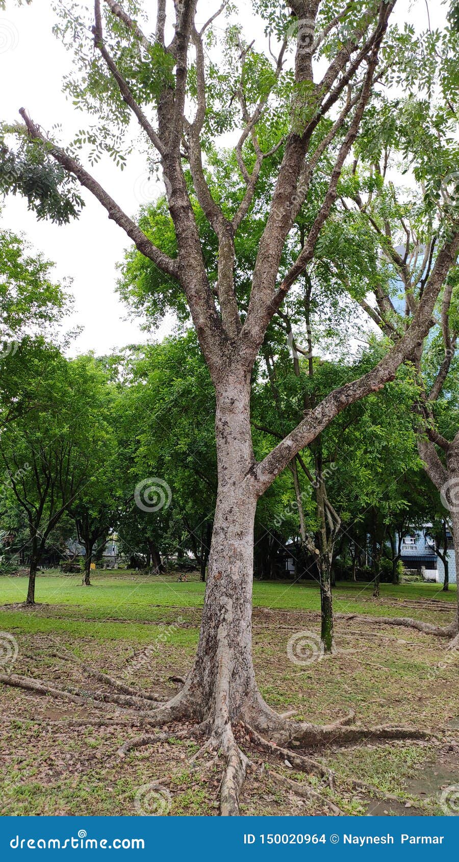 Tall Tree with Roots on Ground Stock Photo - Image of clear, tree ...