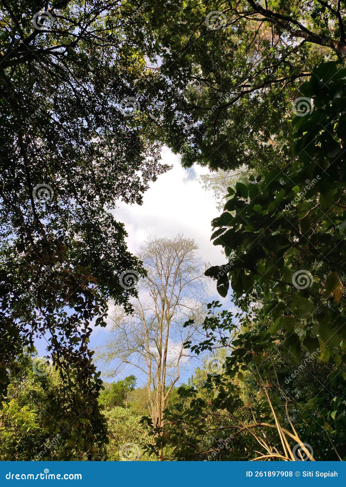 A Tall Tree among the Shady Trees Stock Photo - Image of nature, grass ...
