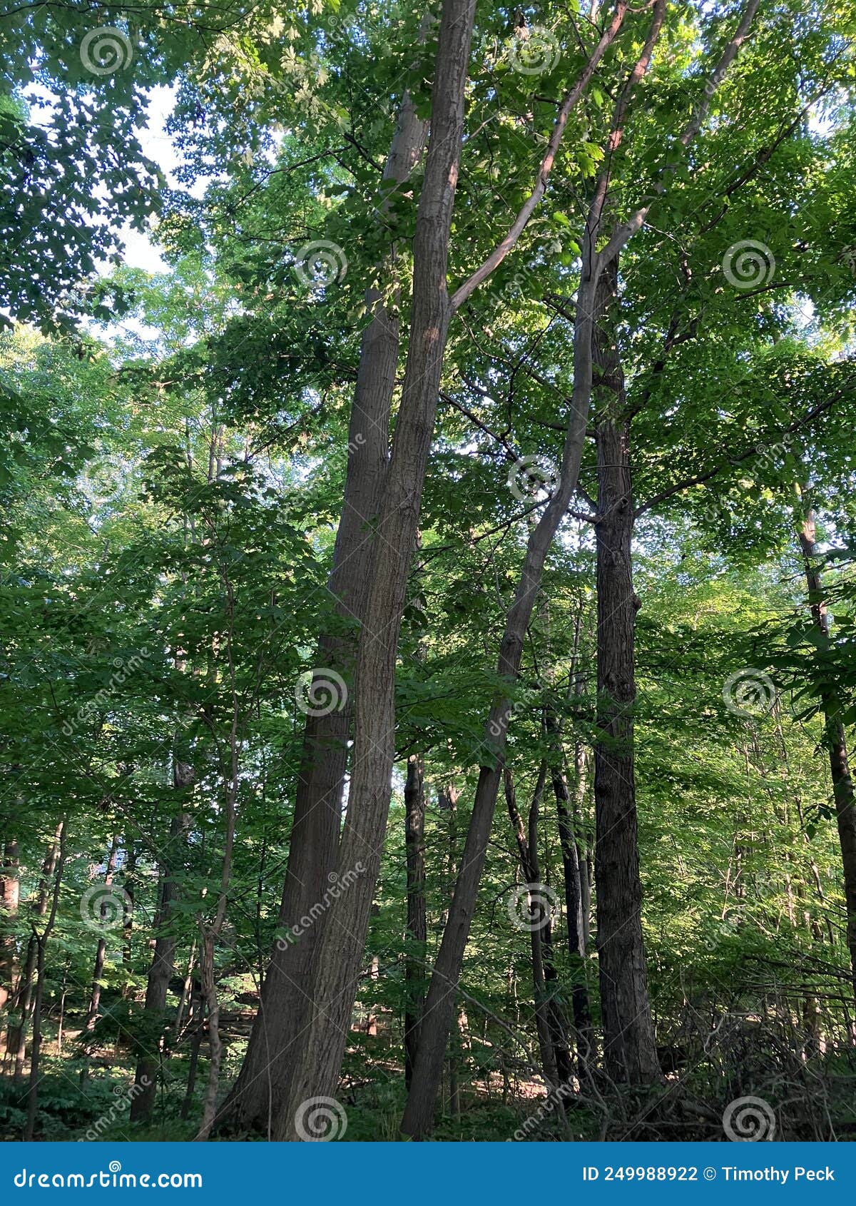 Tall tree stock photo. Image of sunlight, tree, leaf - 249988922
