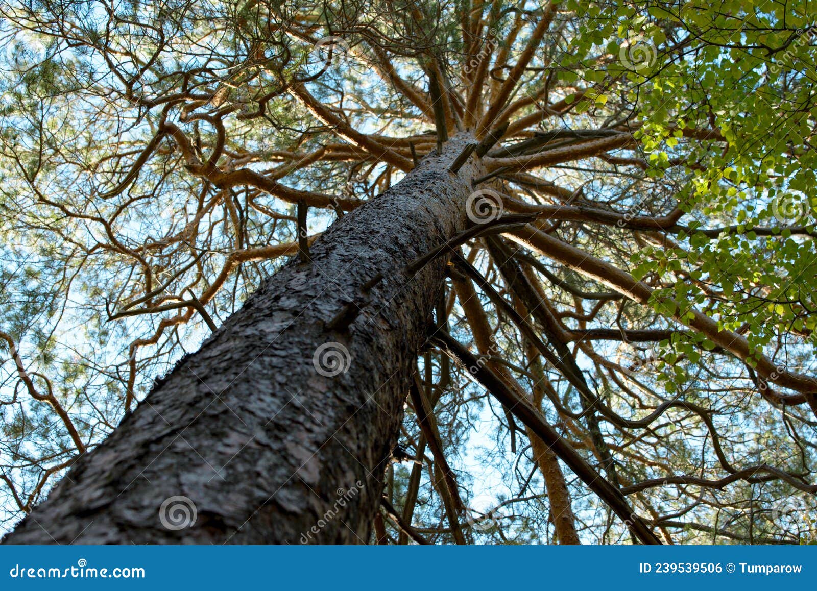 Tall Tree with Spreading Branches Against the Blue Sky Stock Photo ...