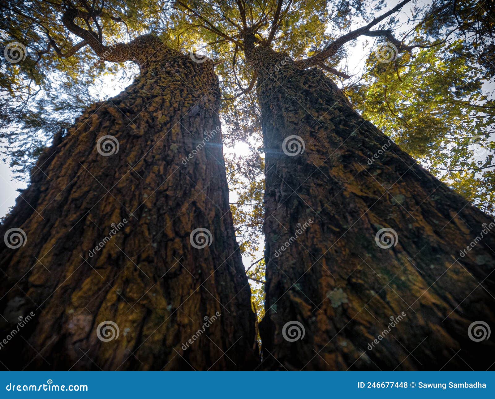 Tall tree standing stock photo. Image of soil, tree - 246677448