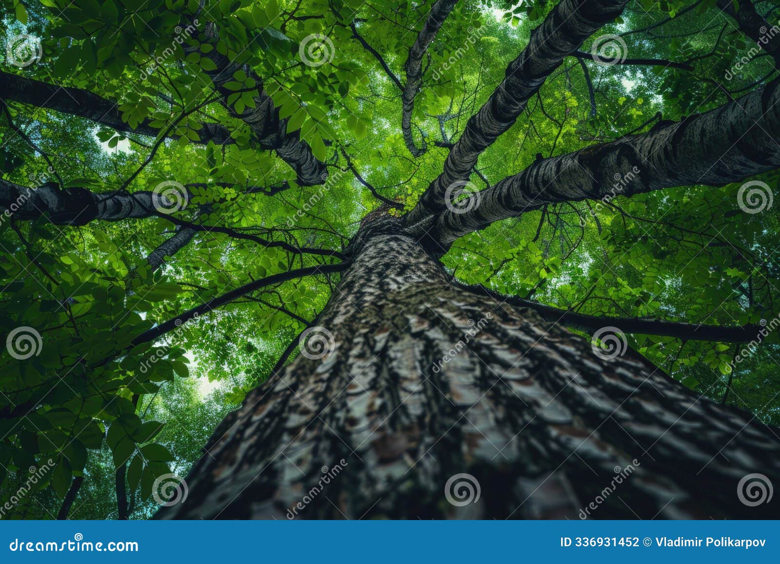A Tall Tree Standing Alone in the Midst of a Dense Forest, Surrounded ...