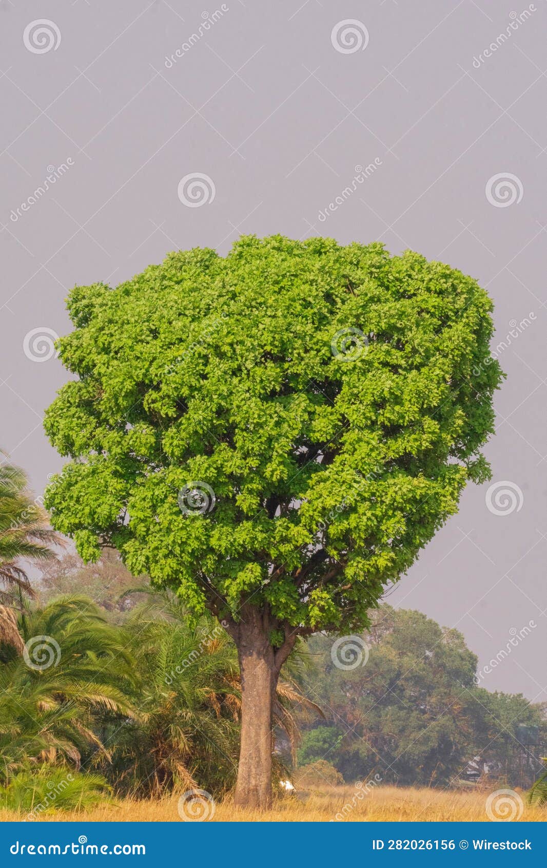 Tall Tree Standing in the Yellow Grass and Other Trees Stock Photo ...