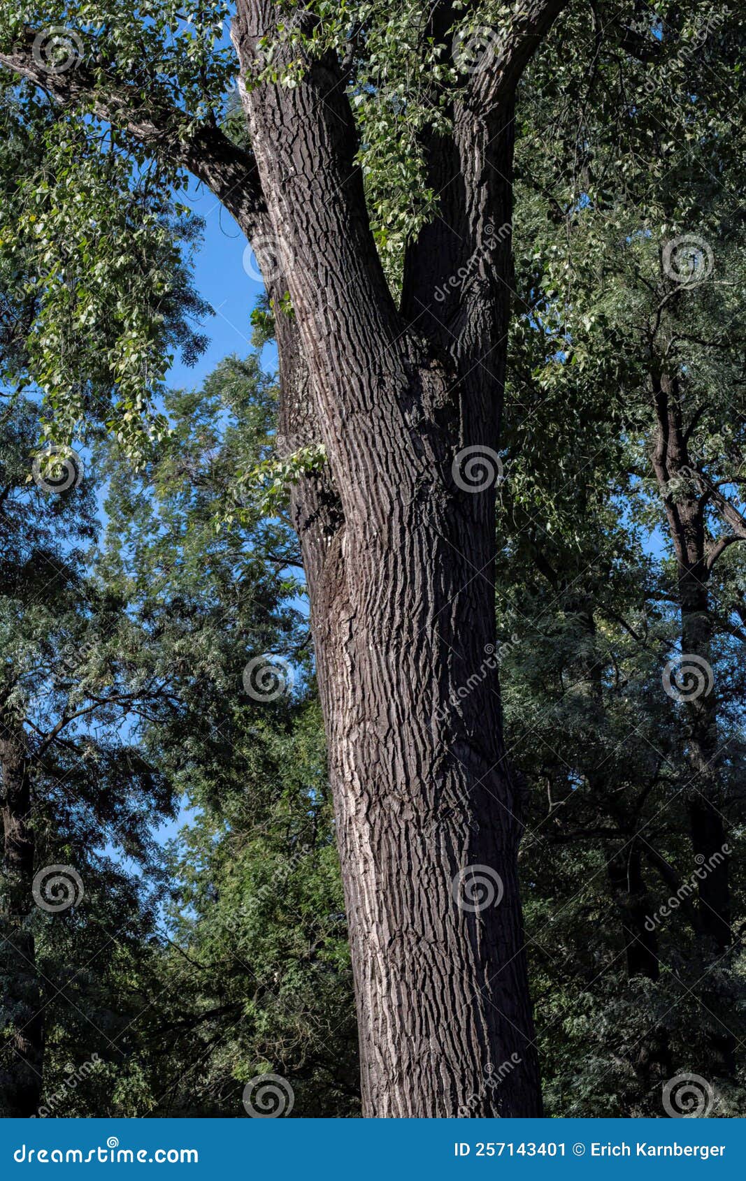 Tall tree stem at a park stock image. Image of growth - 257143401