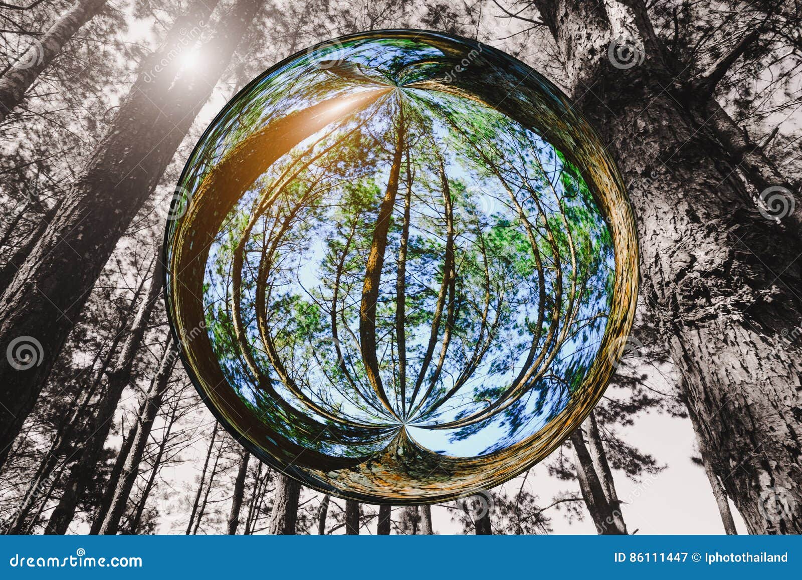 Tall Tree with Sun Light in the Forest in Glass Ball Effect with Black ...