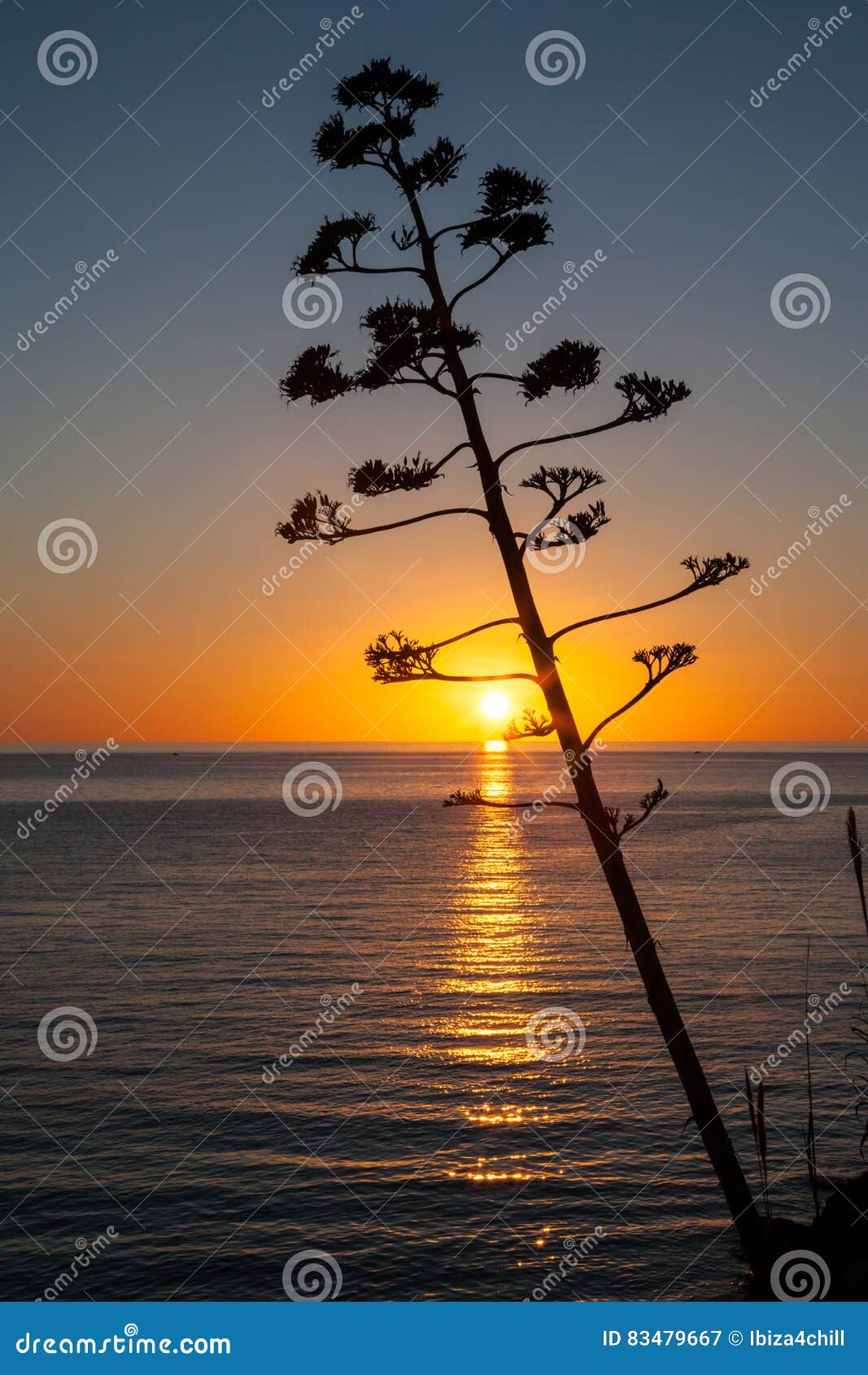 Tall Tree at Sunset in Portrait Stock Image - Image of landscape ...