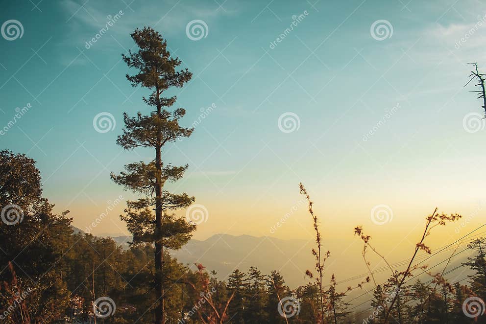 Tall Tree with Sunset Sky on the Background Stock Photo - Image of ...