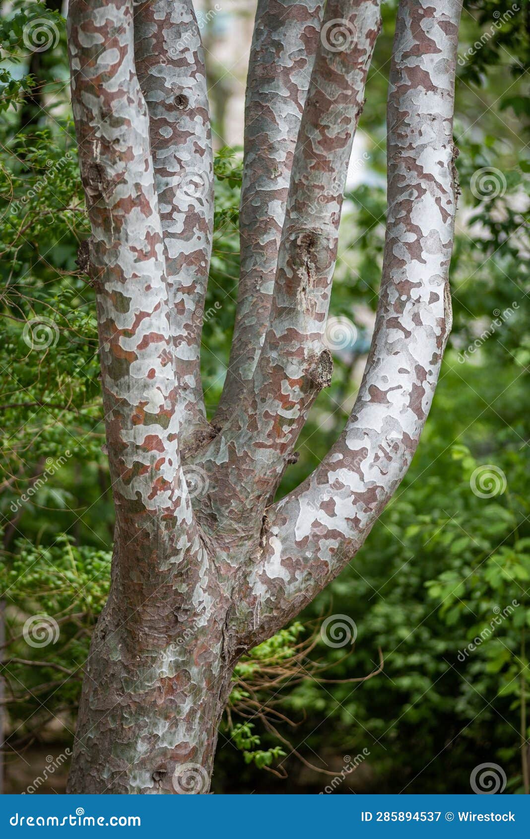Tall Tree with a Textured, Grey-brown Bark in a Meadow Stock Image ...