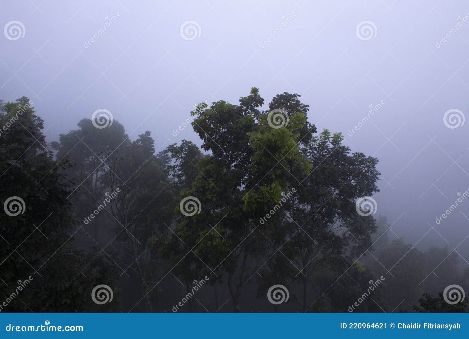 Tall tree with thick fog stock image. Image of mountain - 220964621