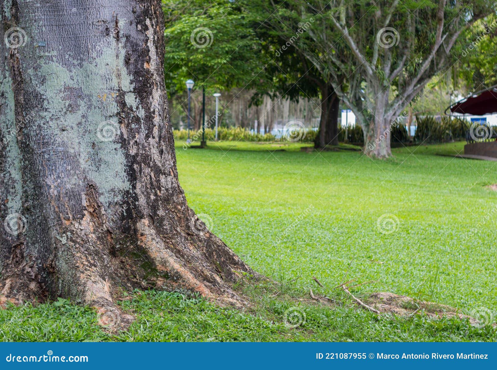 Tall tree with thick roots stock image. Image of open - 221087955