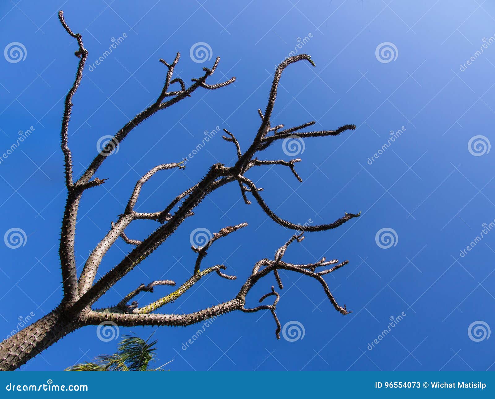 Tall Tree with Thorns stock image. Image of blue, flora - 96554073