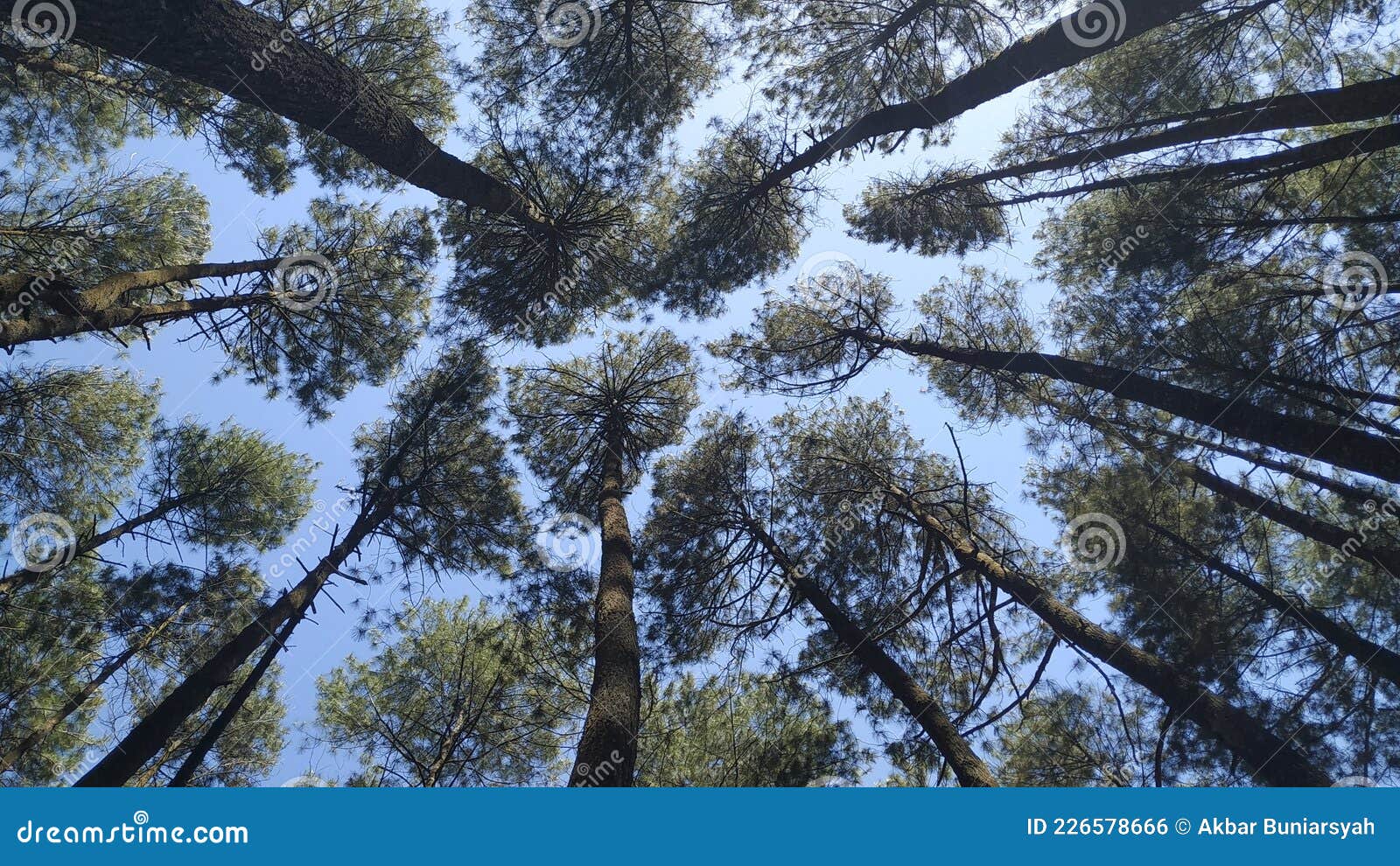 Deep Forest, Tall Trees, but it S Empty Stock Photo - Image of tall ...