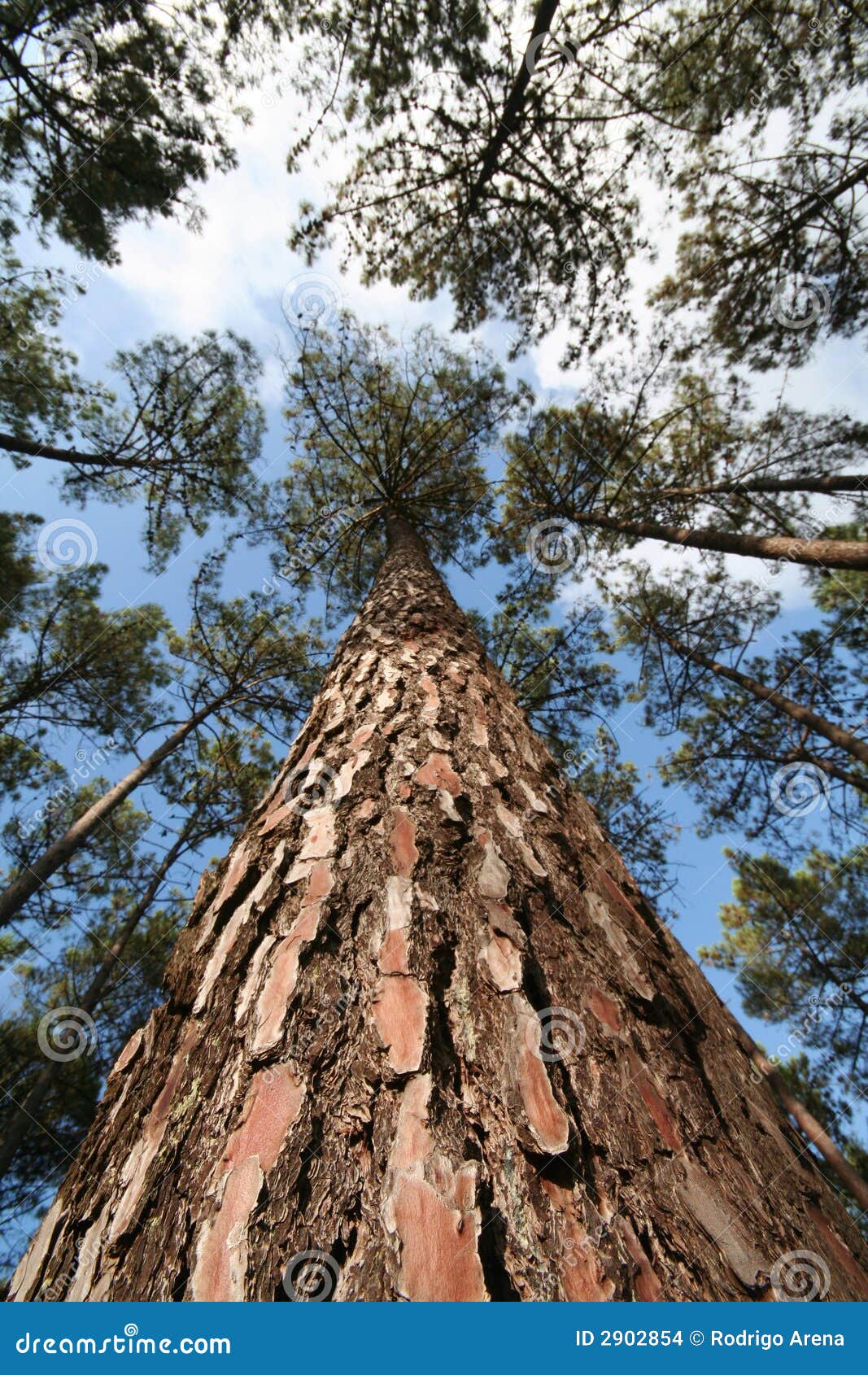 Tall Tree Trunk stock photo. Image of wood, ecologic, ecology - 2902854