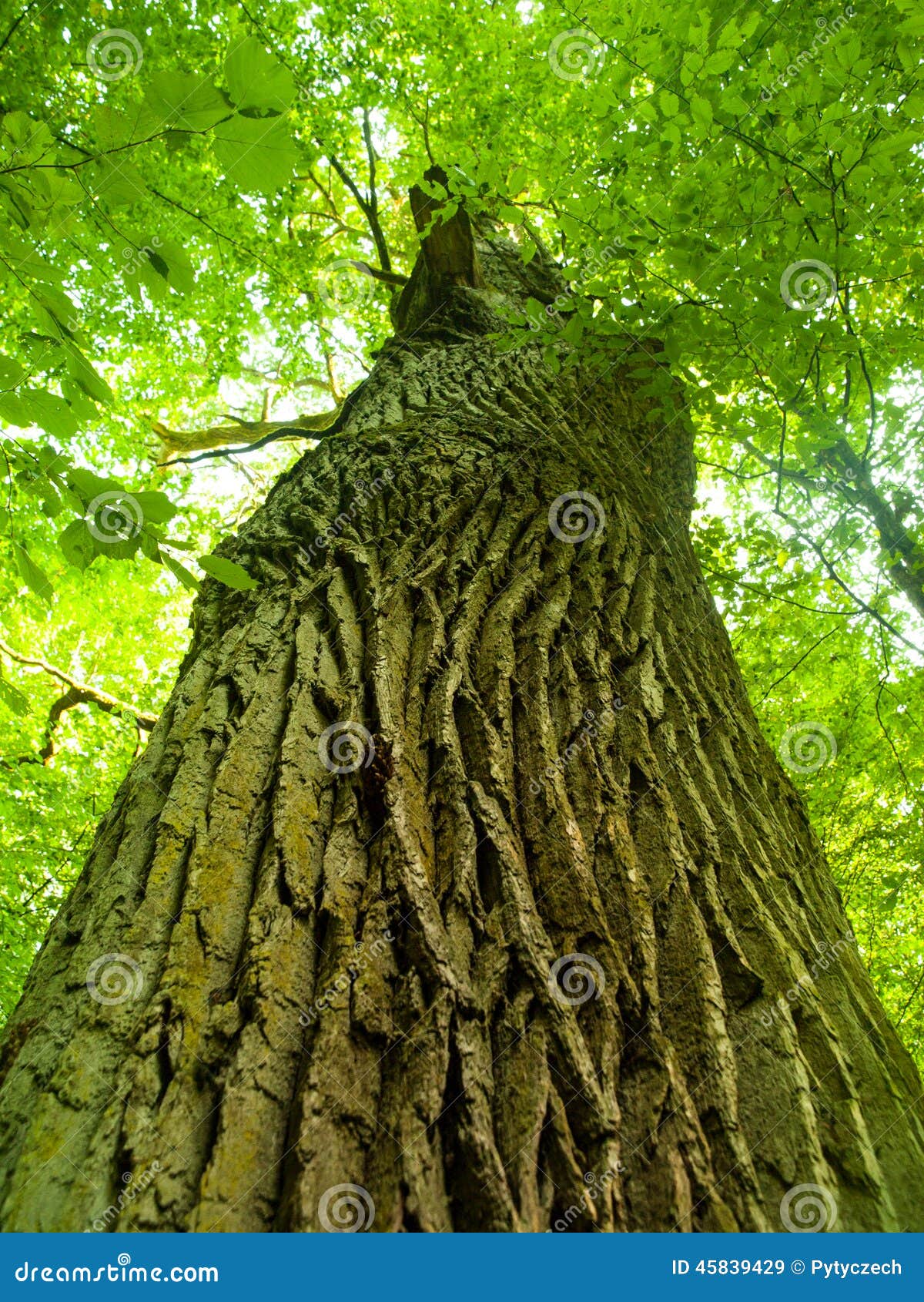 Tall tree trunk stock image. Image of beautiful, high - 45839429