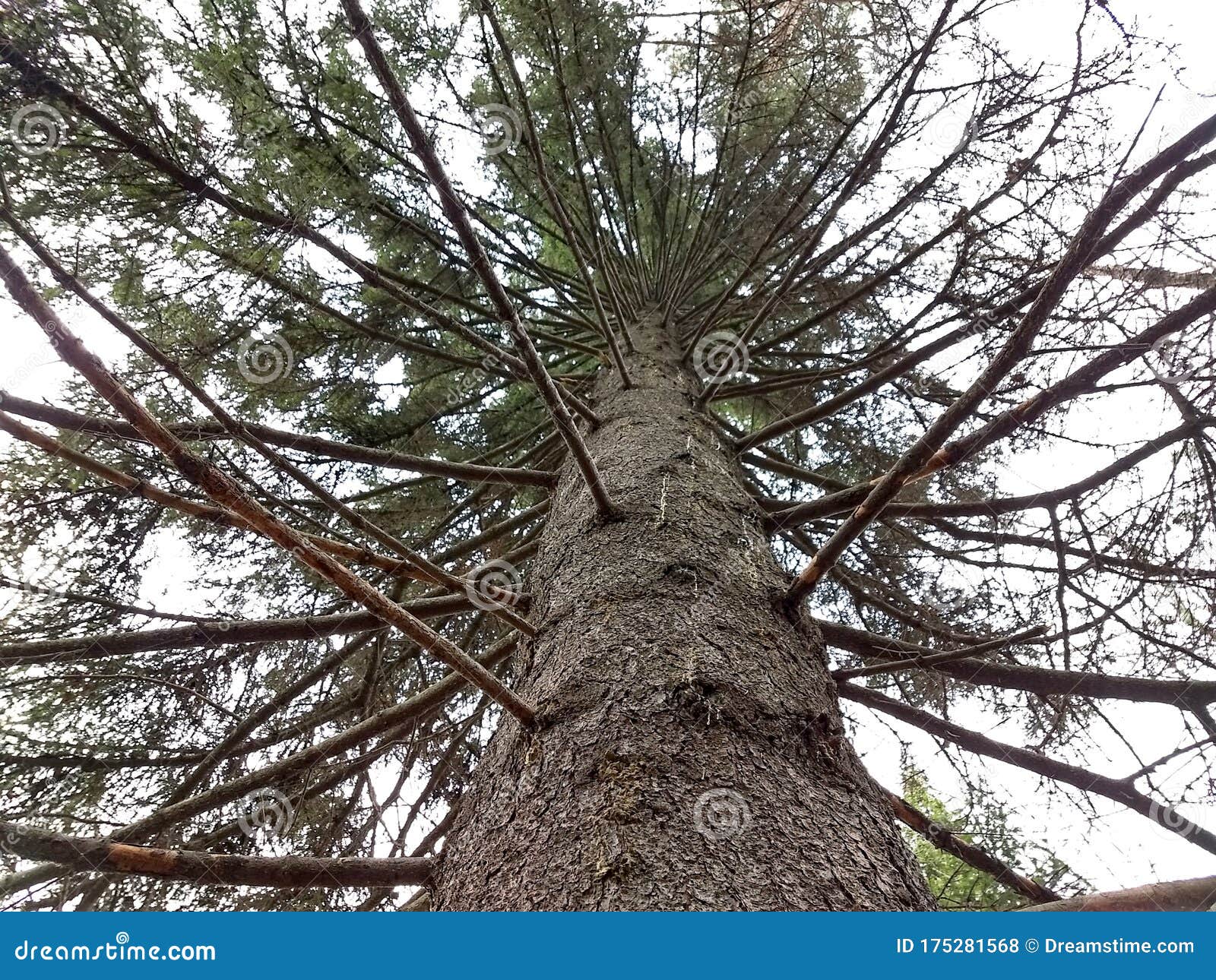 A Tall Tree Trunk with Many Branches Growing from it Stock Photo ...