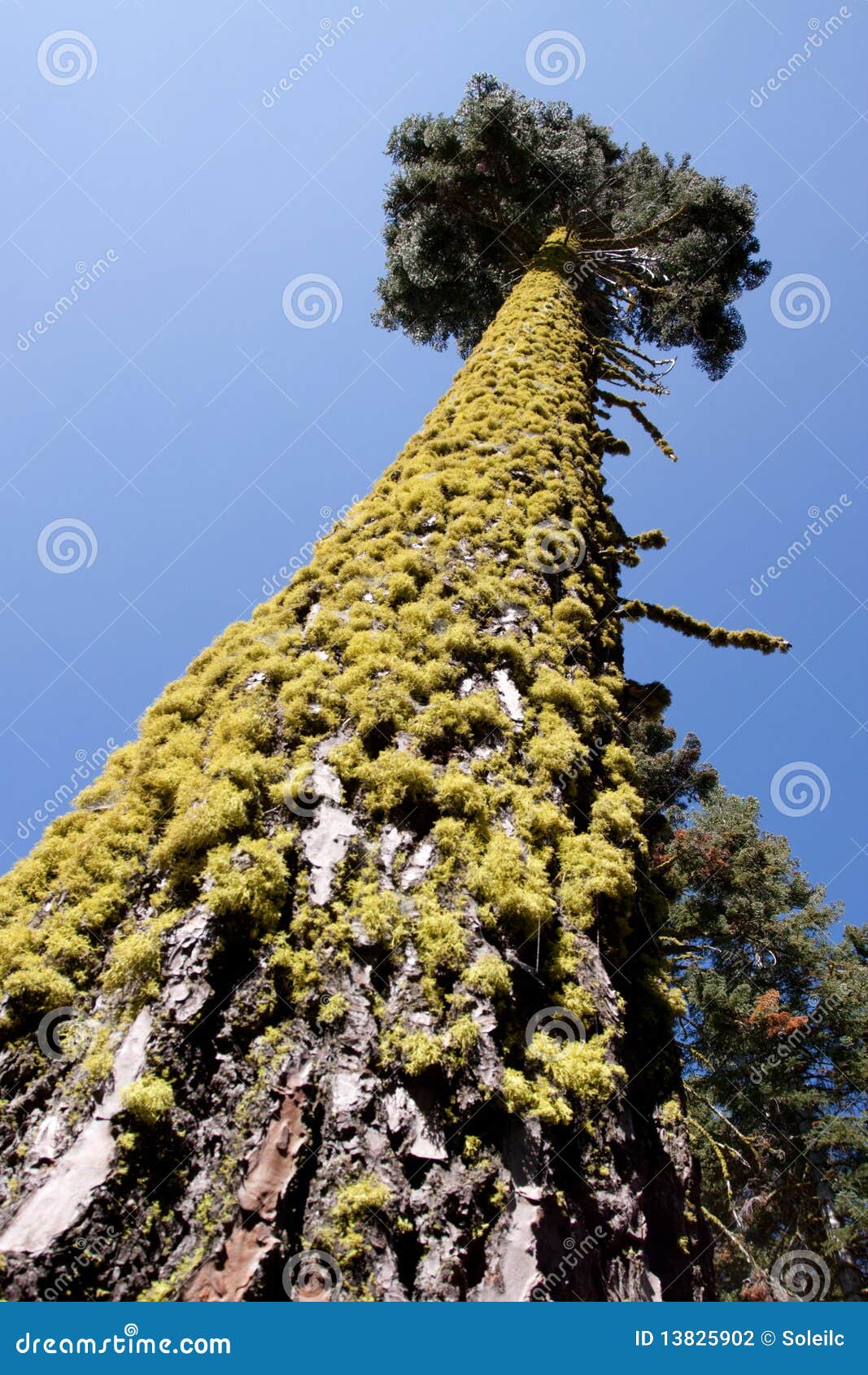 Tall tree trunk with moss stock photo. Image of tree - 13825902