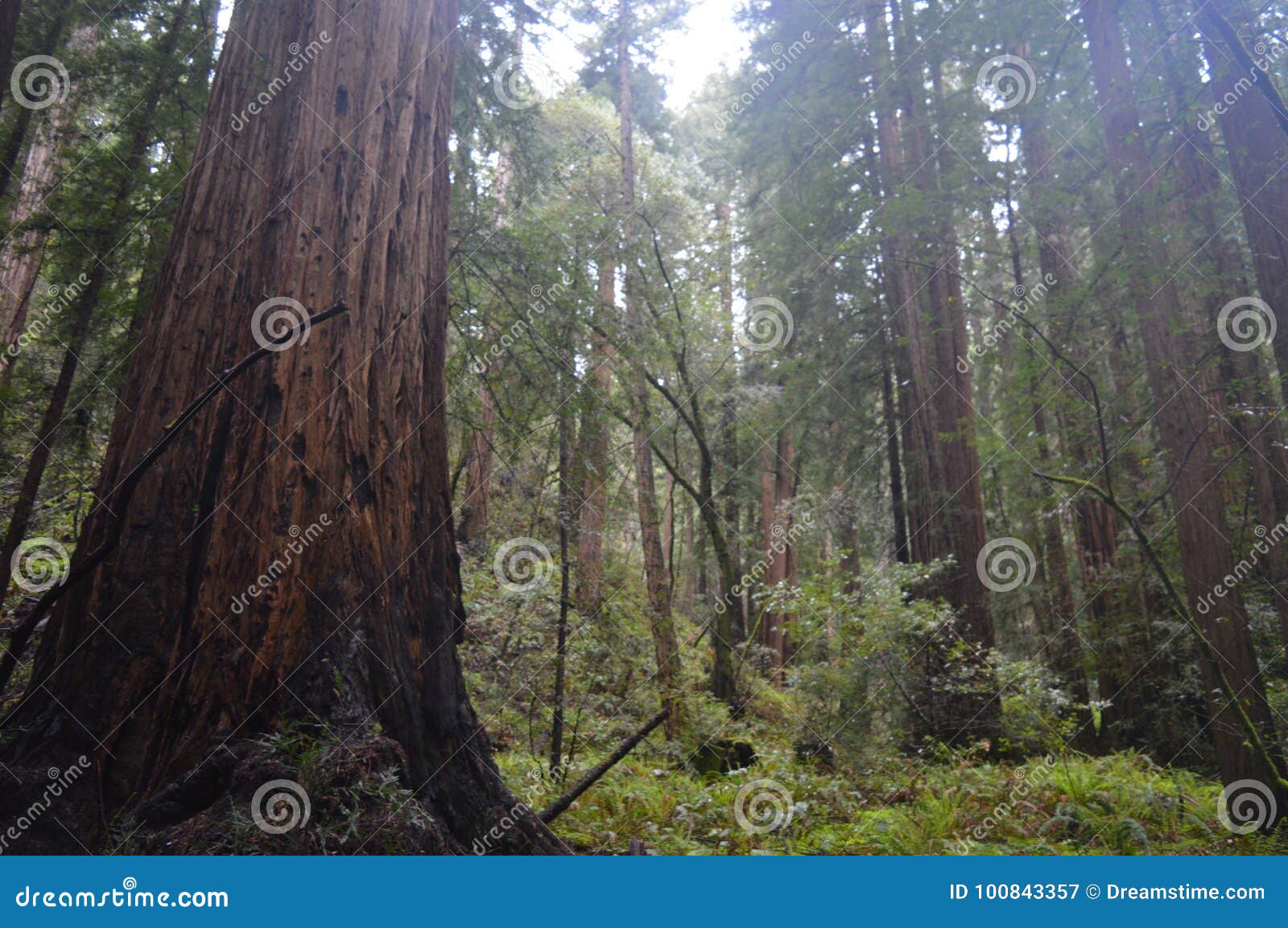 Tall Tree Trunks stock image. Image of trunks, green - 100843357