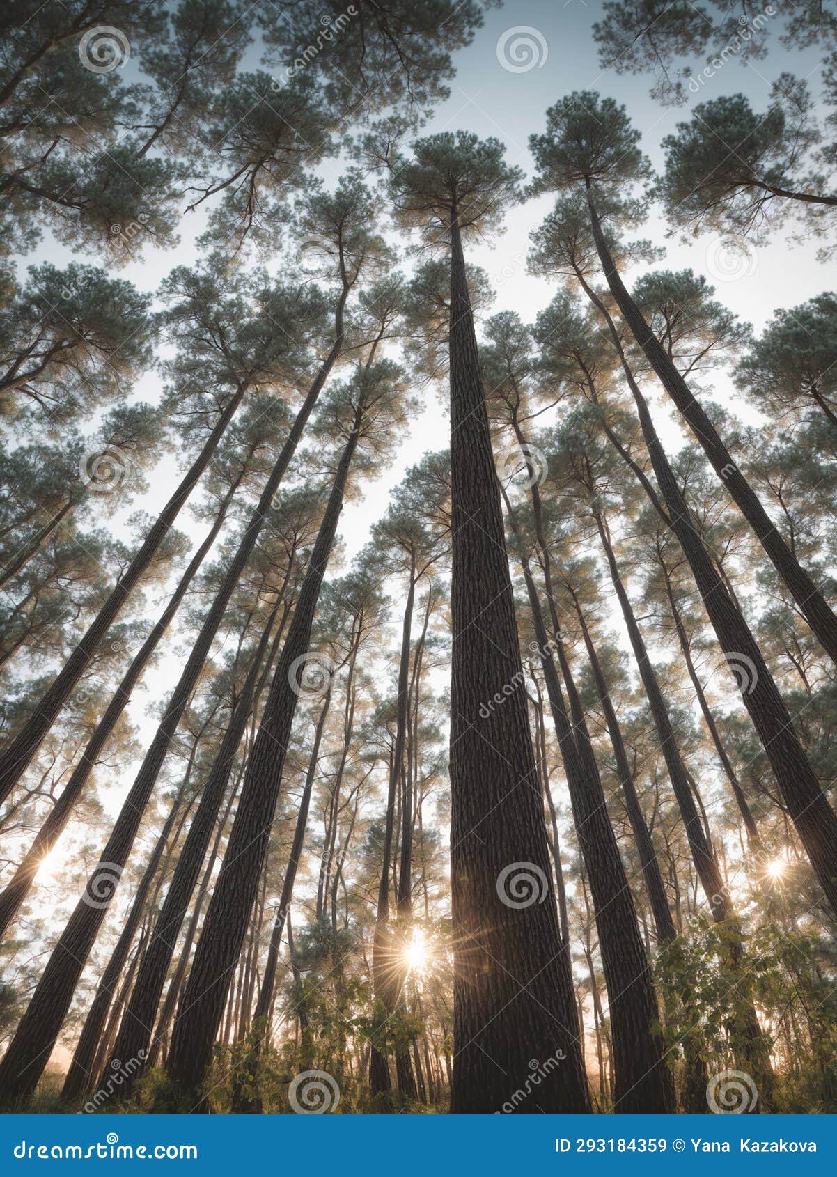 Tall Tree Trunks in Sunlight Stock Illustration - Illustration of flare ...