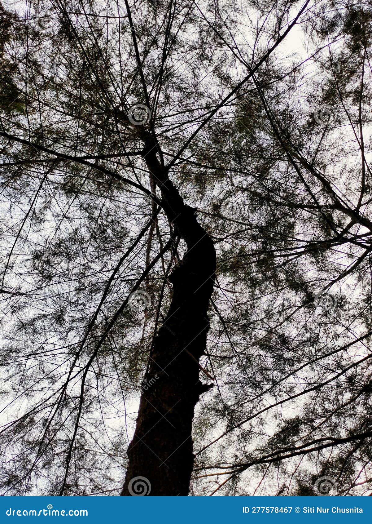Tall Tree Trunks that Tower Like Translucent into the Sky Stock Image ...
